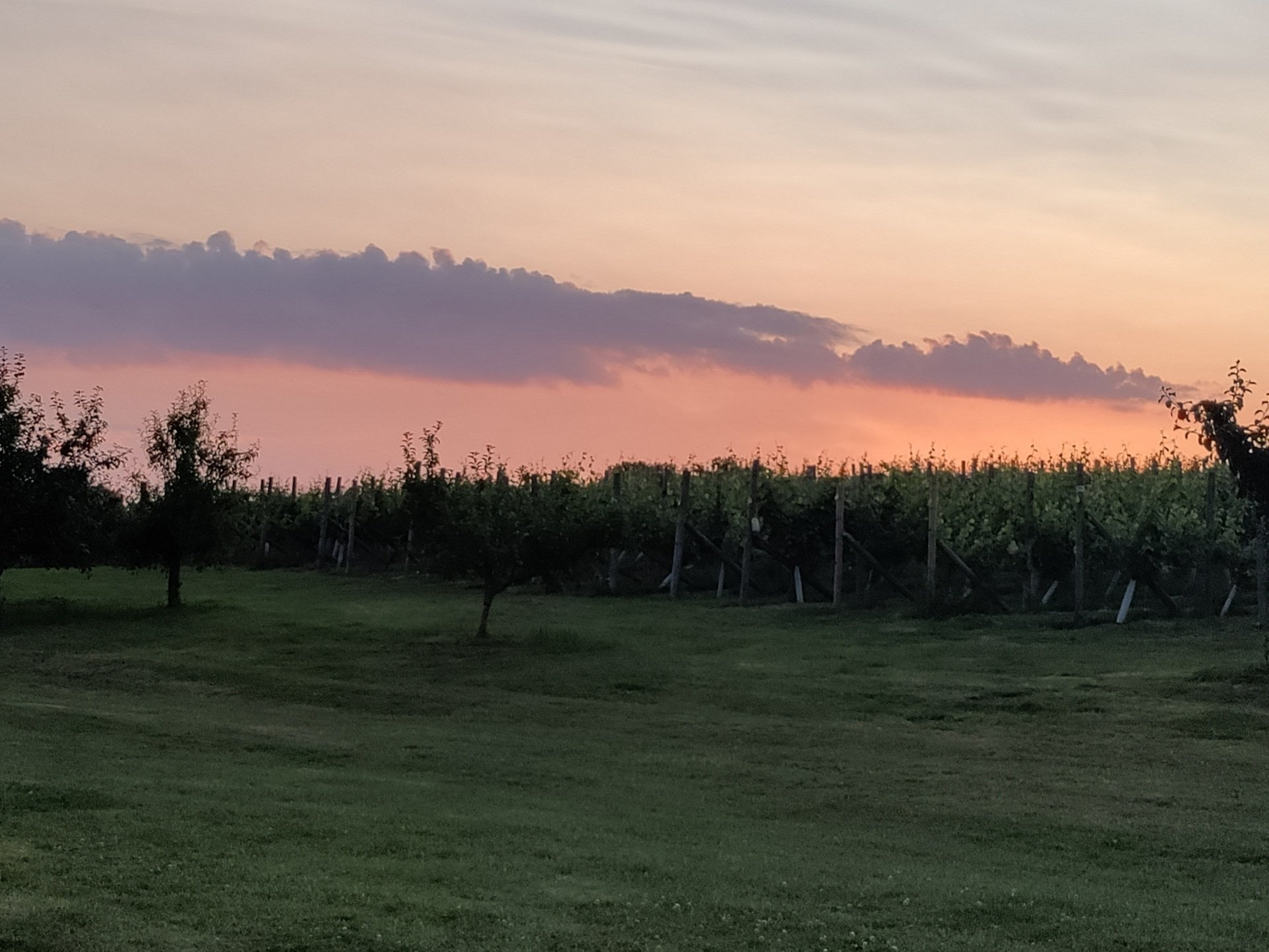 About Ryedale Vineyards