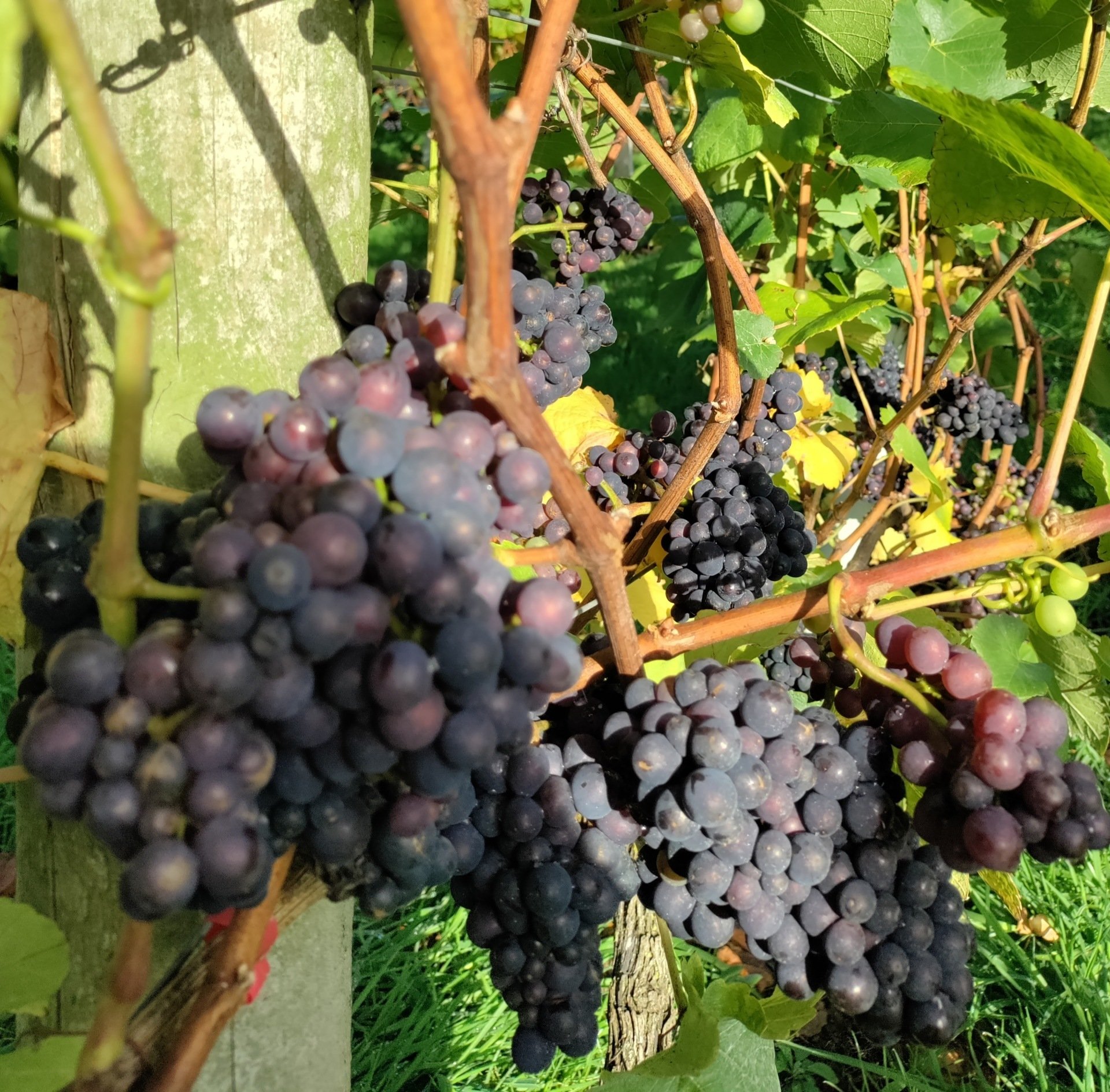About Ryedale Vineyards