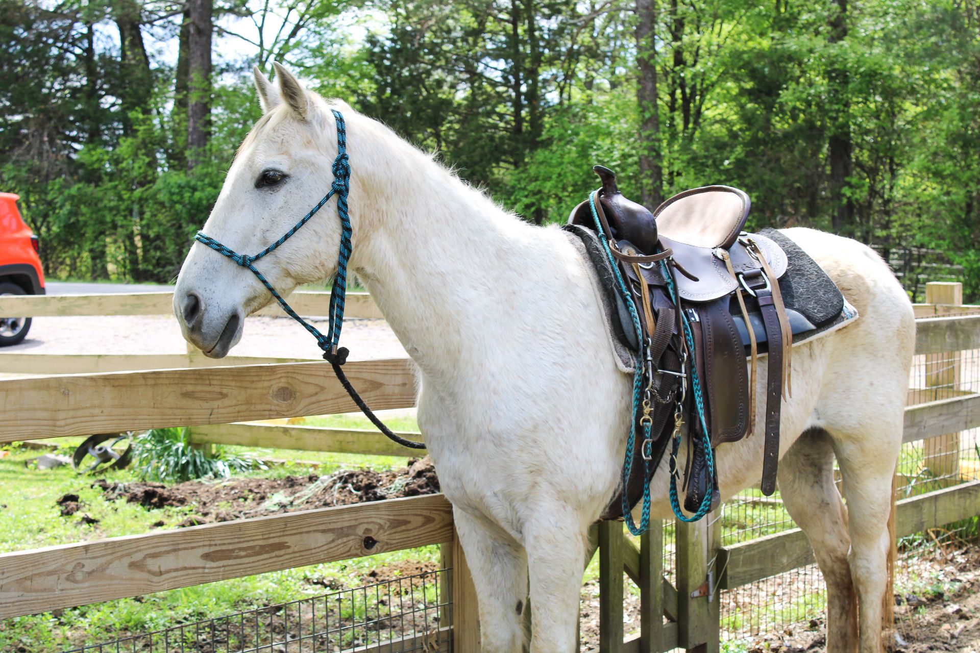 Horse Back Riding Near Me | Petit Jean Mountain