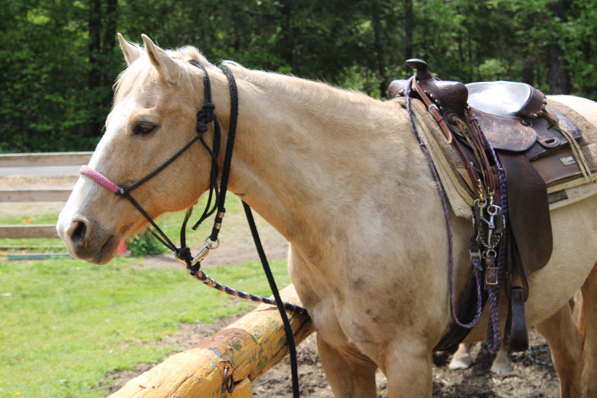 Barnyard Friends & Stables | Morrilton, Arkansas | Petting Zoo