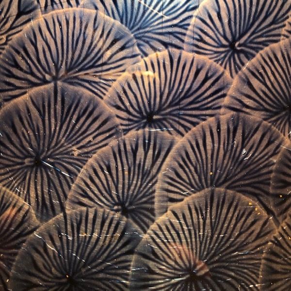 Portfolio of Decorative Services in London and Dubai