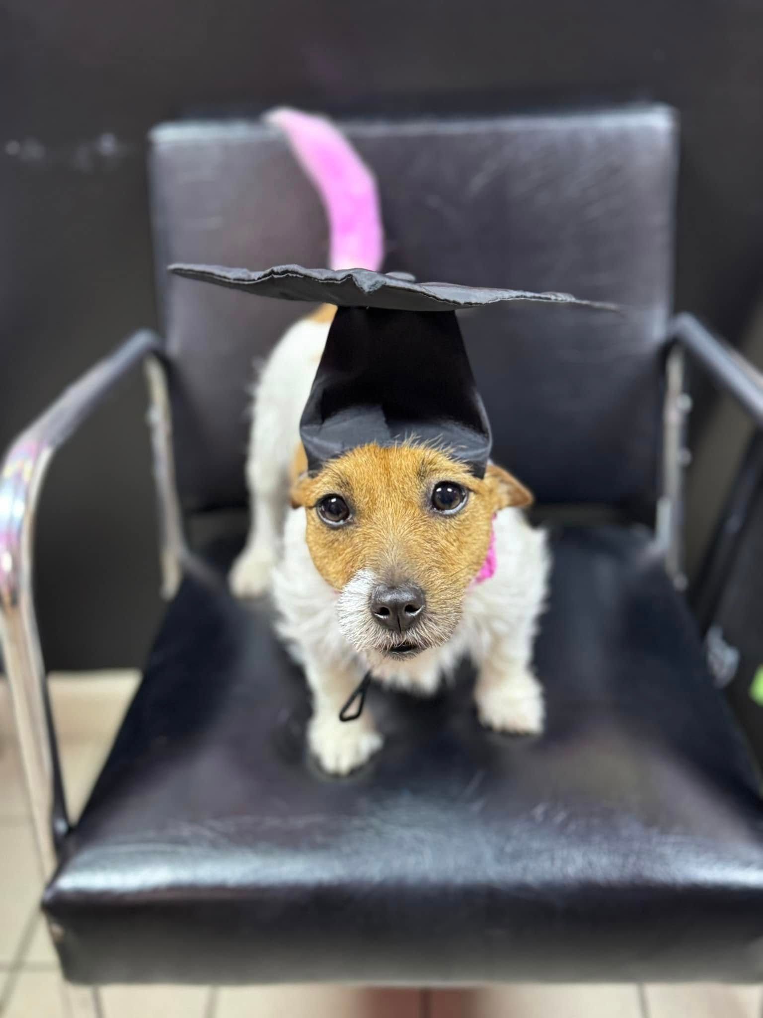 Pet Grooming, Boarding, Daycare & Training | Dewberry Pet Spa Daycare ...