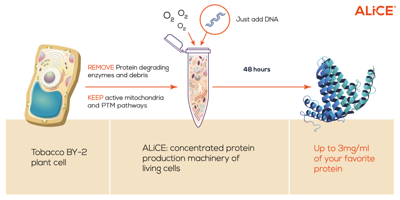 Our Technology: Cell-free protein expression with ALiCE