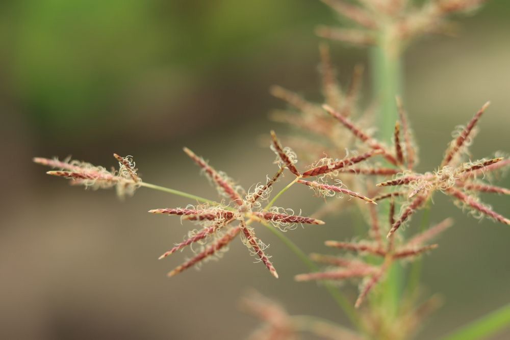 A Guide To Most Common Lawn Weeds | Ryans Turf