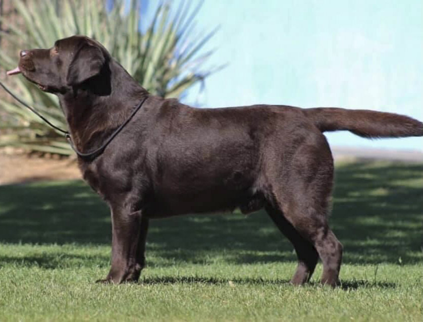 Galeria de Fotos | Labradorretriever.mx