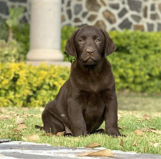 Galeria de Fotos | Labradorretriever.mx