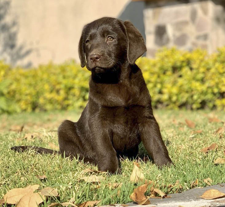 Galeria de Fotos | Labradorretriever.mx