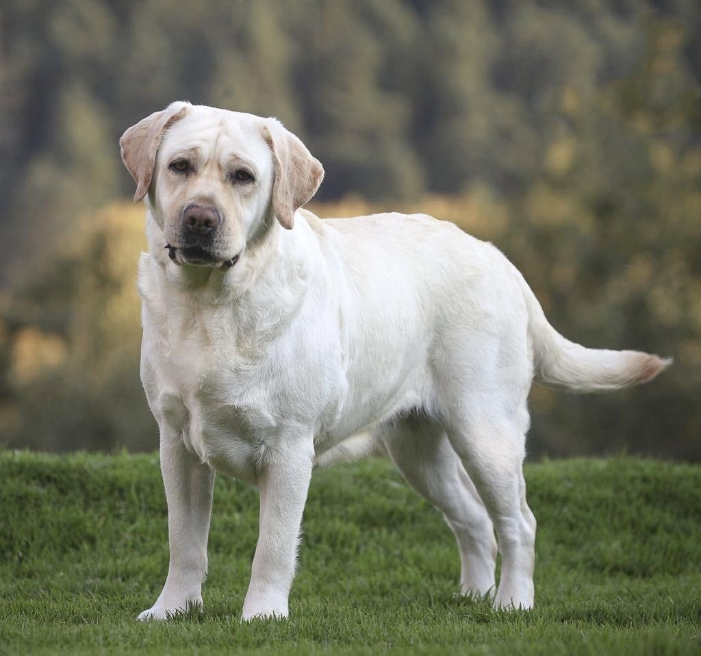 Galeria de Fotos | Labradorretriever.mx