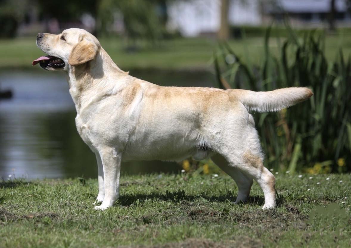 Criaderos de Labrador Retriever en Mexico | Guadalajara