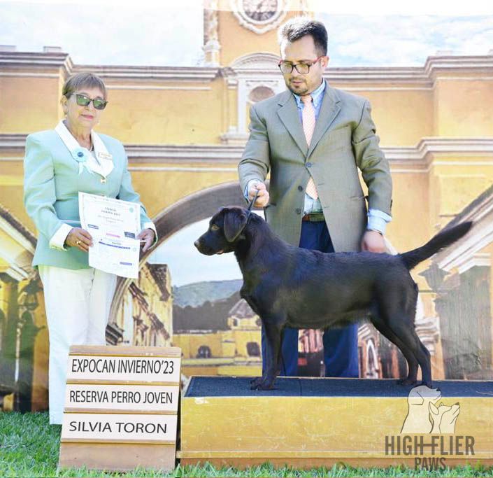 Galeria de Fotos | Labradorretriever.mx