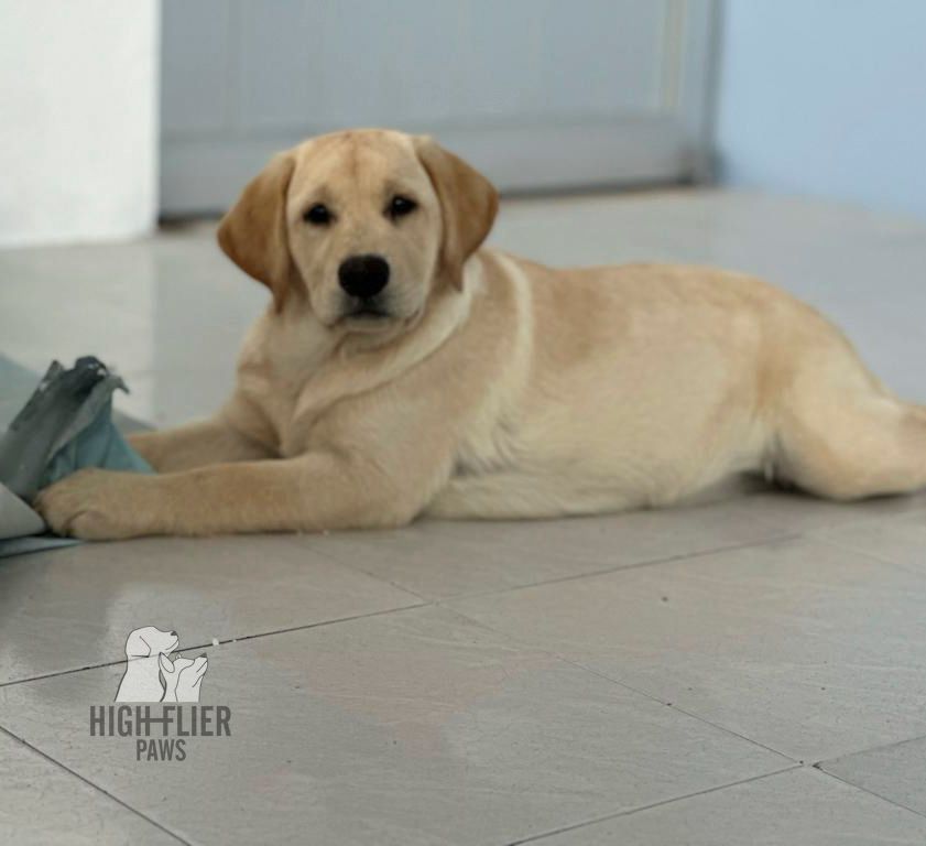 Galeria de Fotos | Labradorretriever.mx