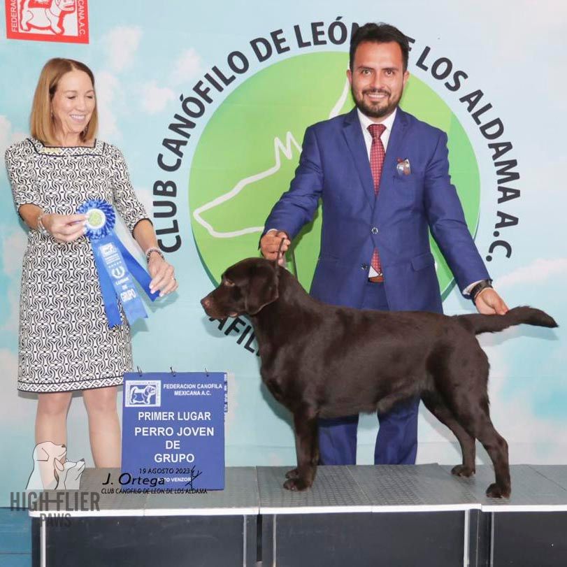 Galeria de Fotos | Labradorretriever.mx