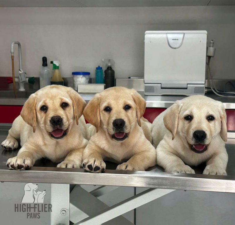Galeria de Fotos | Labradorretriever.mx