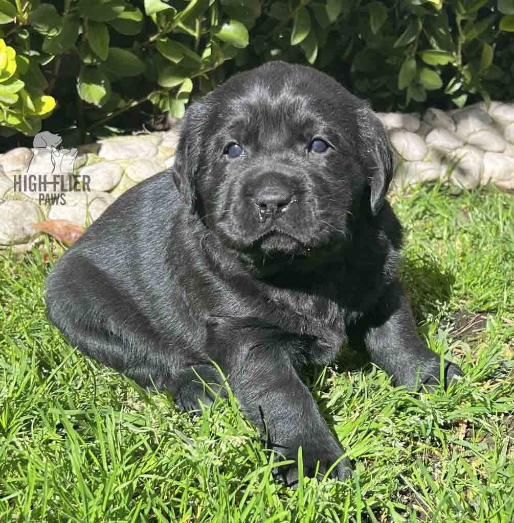 Galeria de Fotos | Labradorretriever.mx