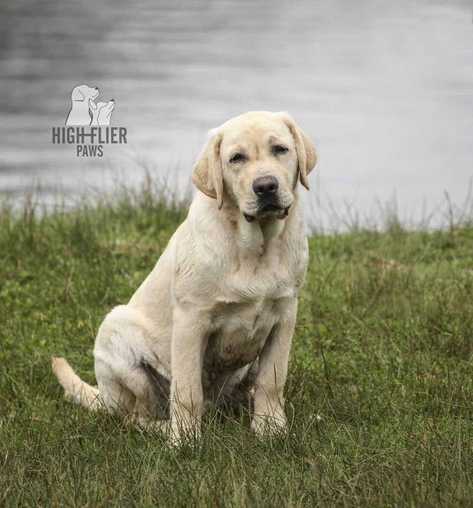 Galeria de Fotos | Labradorretriever.mx