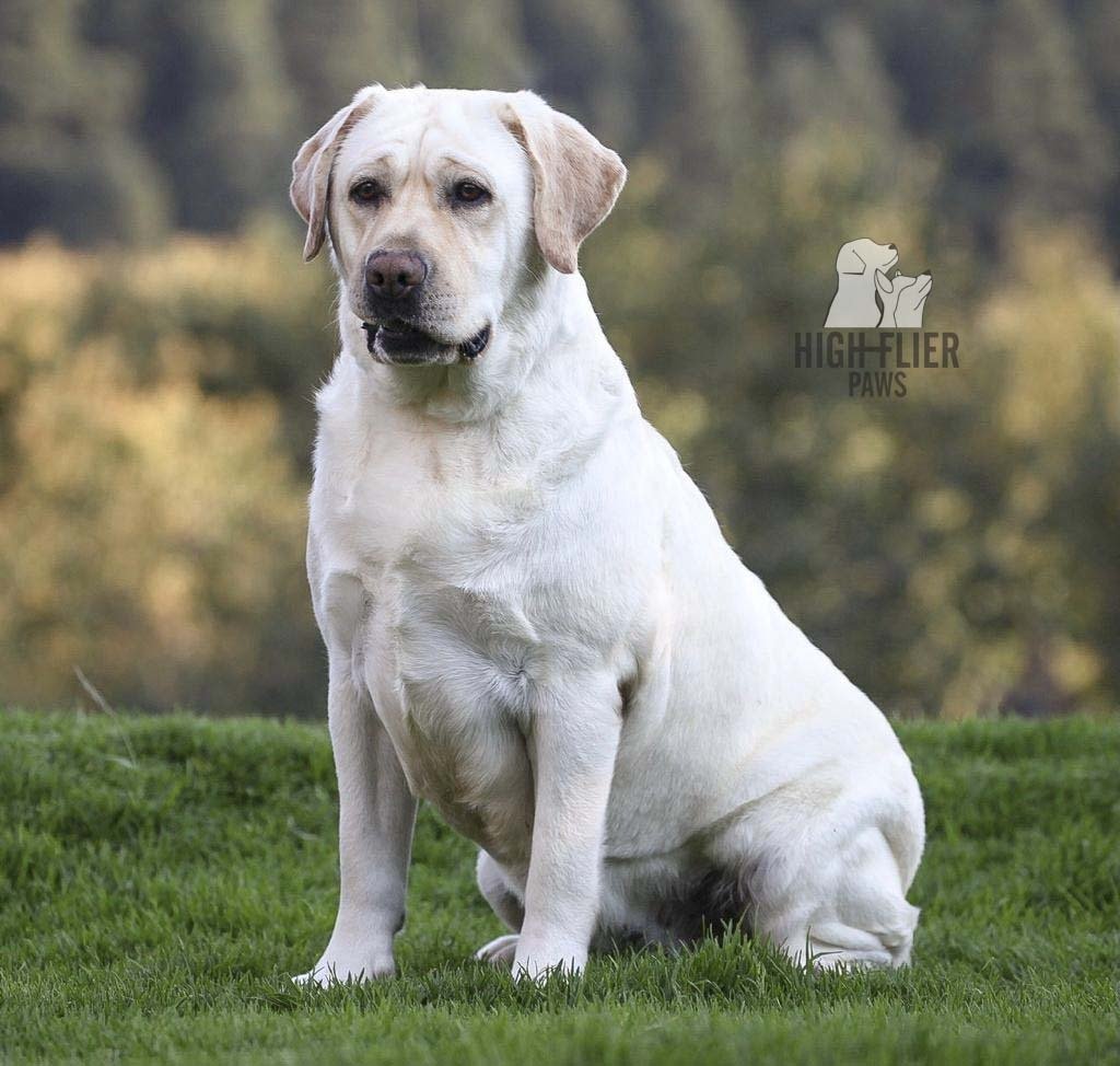 Galeria de Fotos | Labradorretriever.mx