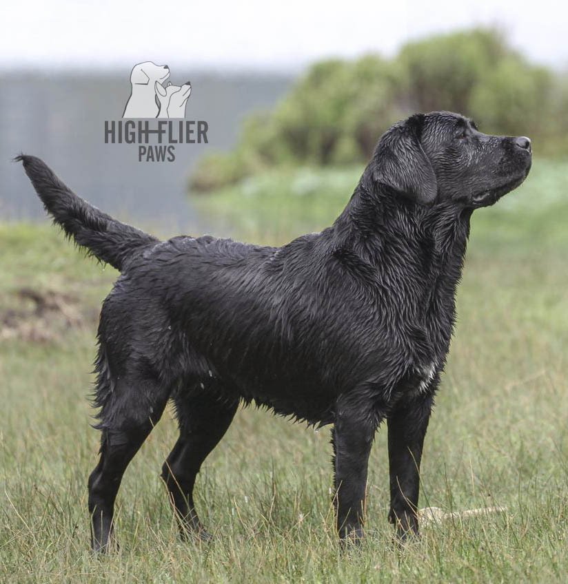 Galeria de Fotos | Labradorretriever.mx