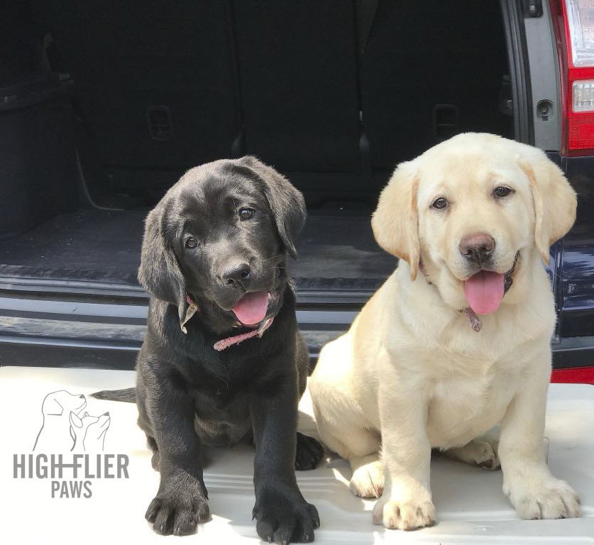 Galeria de Fotos | Labradorretriever.mx