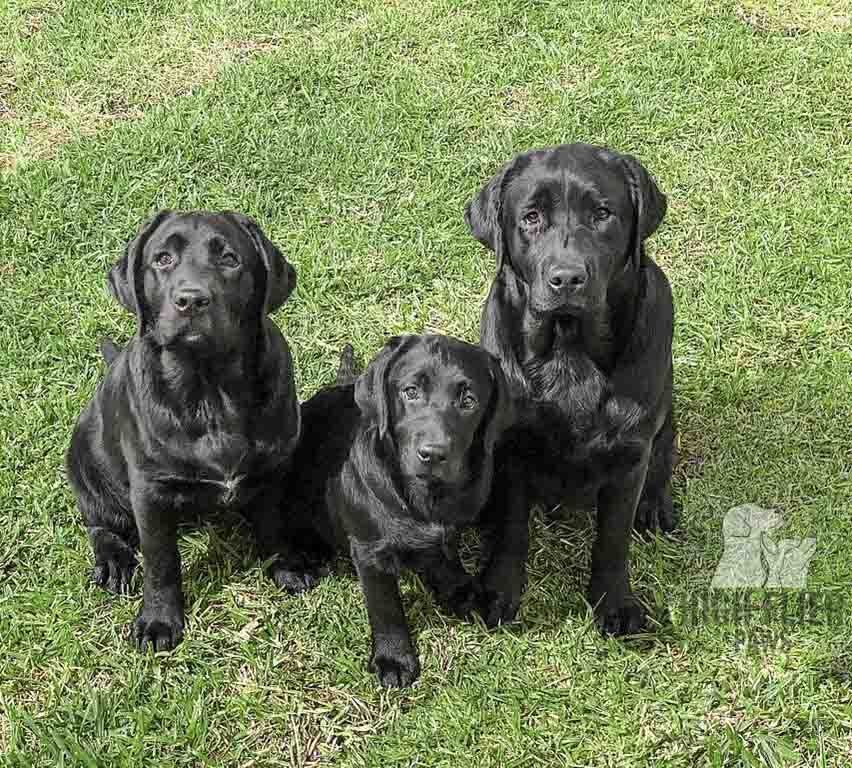 Galeria de Fotos | Labradorretriever.mx