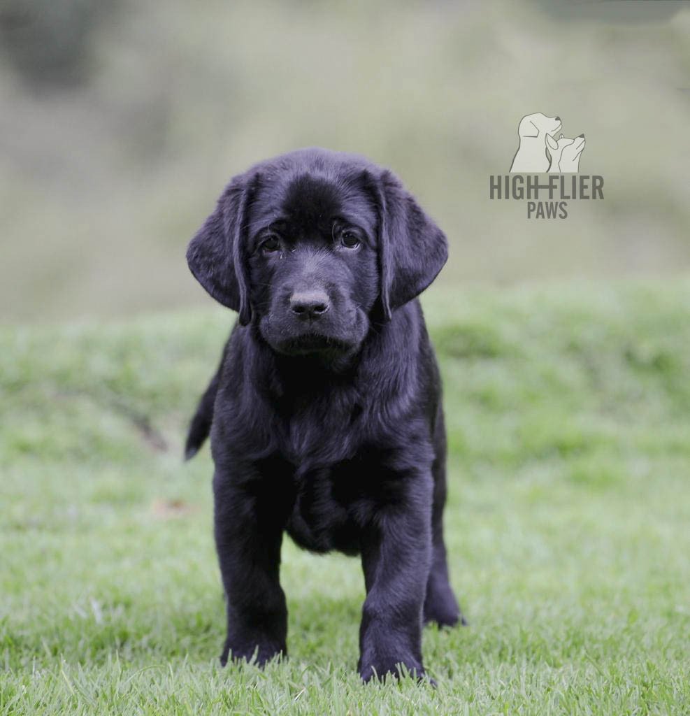 Galeria de Fotos | Labradorretriever.mx