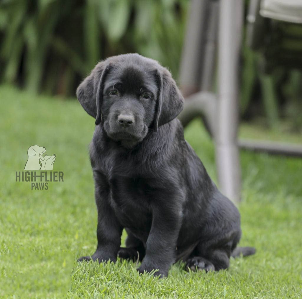 Galeria de Fotos | Labradorretriever.mx