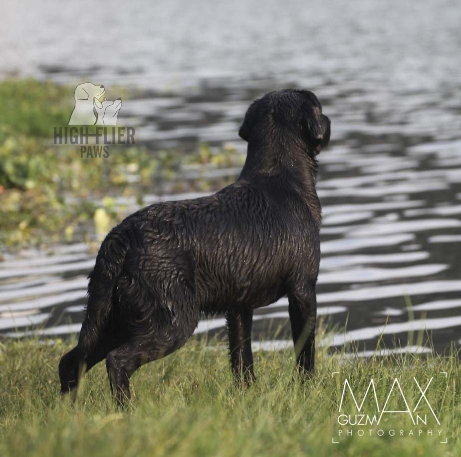 Galeria de Fotos | Labradorretriever.mx