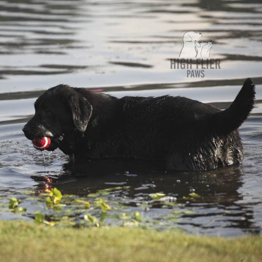 Galeria de Fotos | Labradorretriever.mx