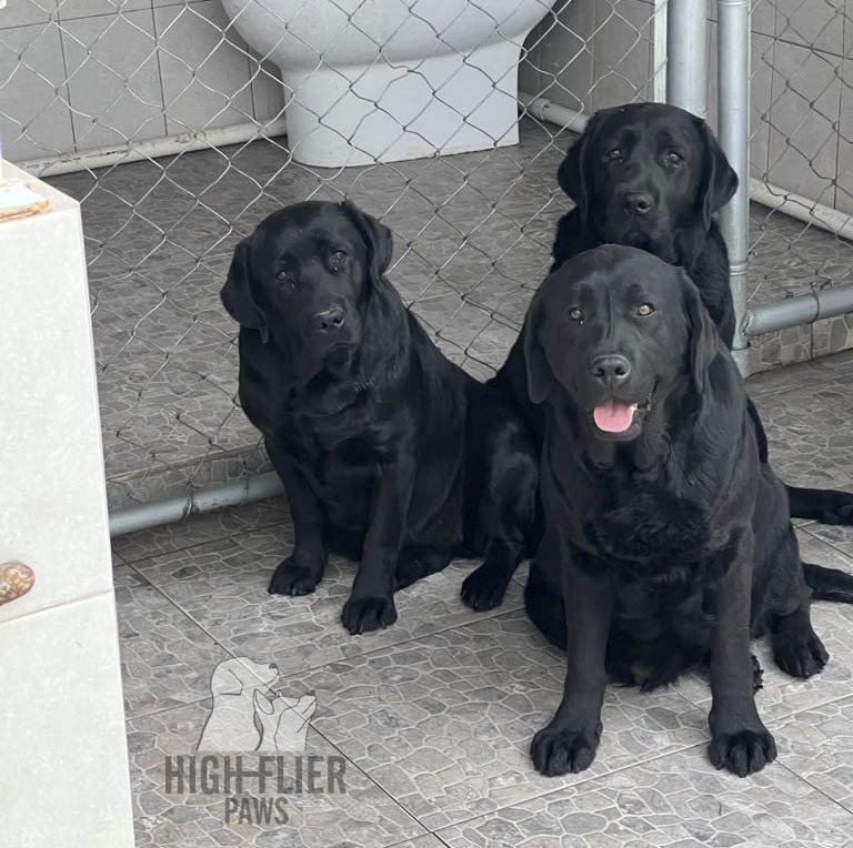 Galeria de Fotos | Labradorretriever.mx