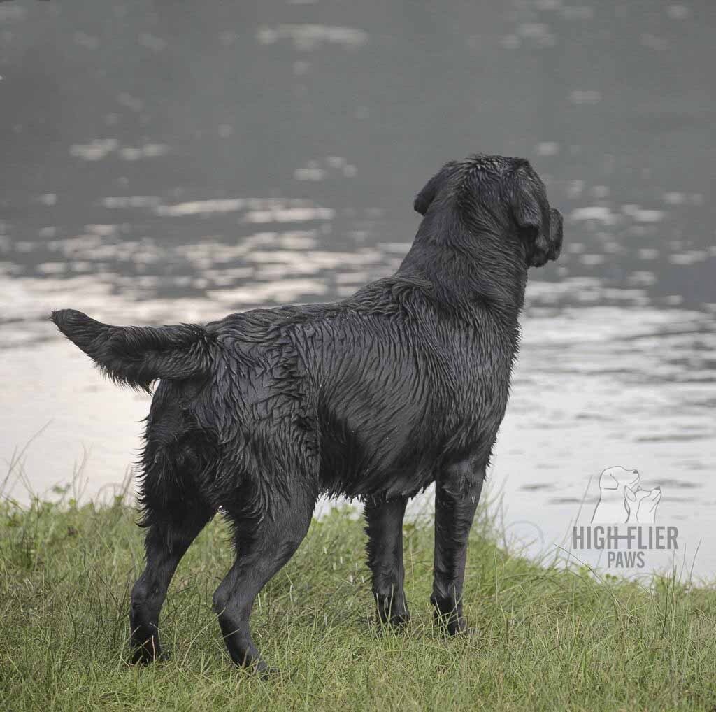 Galeria de Fotos | Labradorretriever.mx