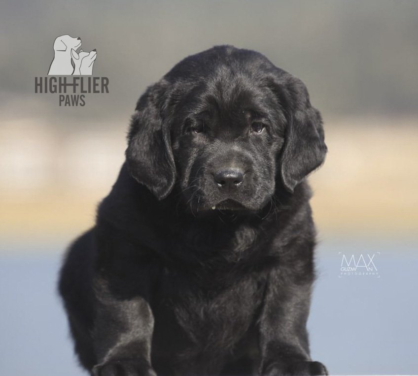 Galeria de Fotos | Labradorretriever.mx