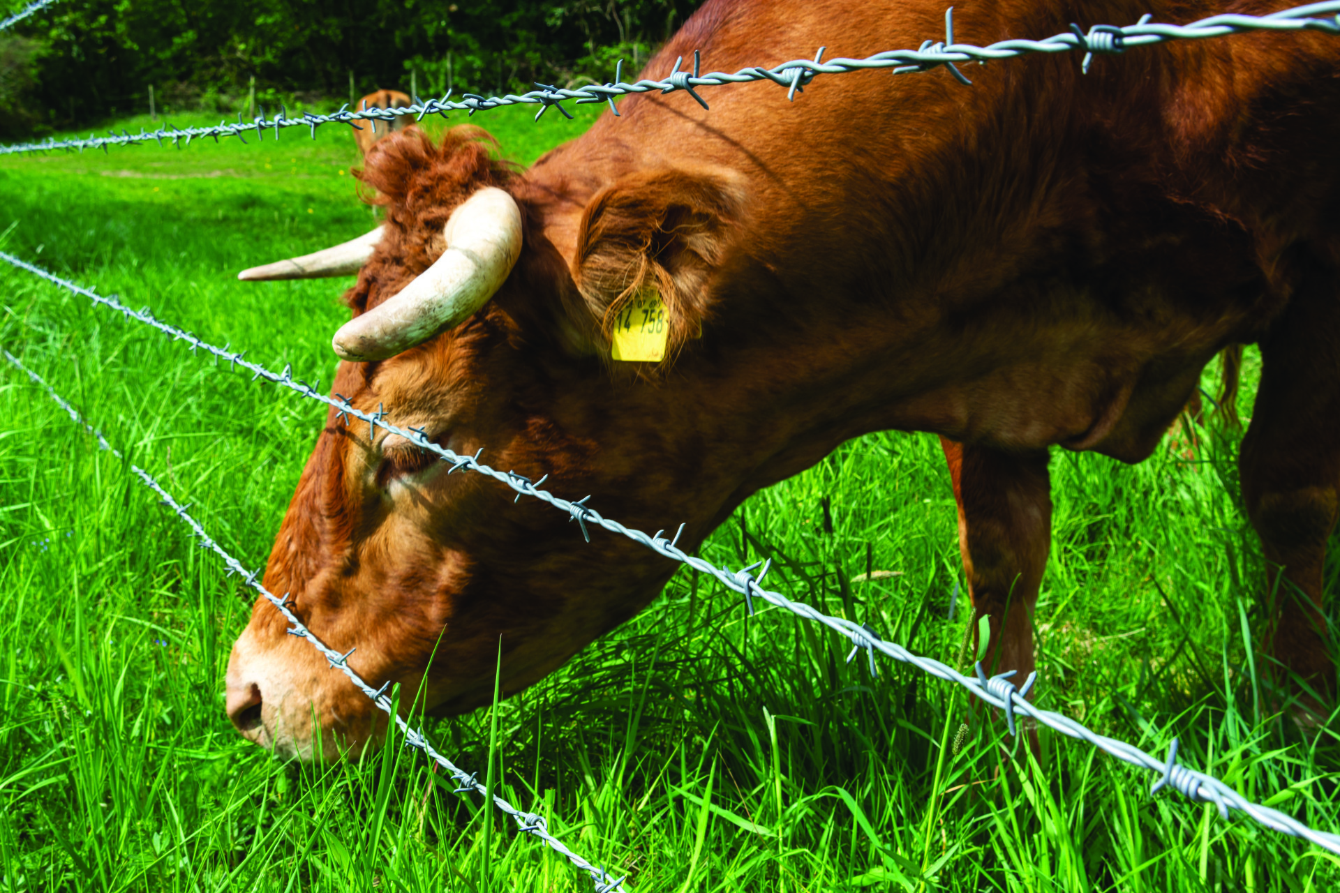 Barbed Wire Manufacturer | Chun Hoe Trading Sdn.Bhd.