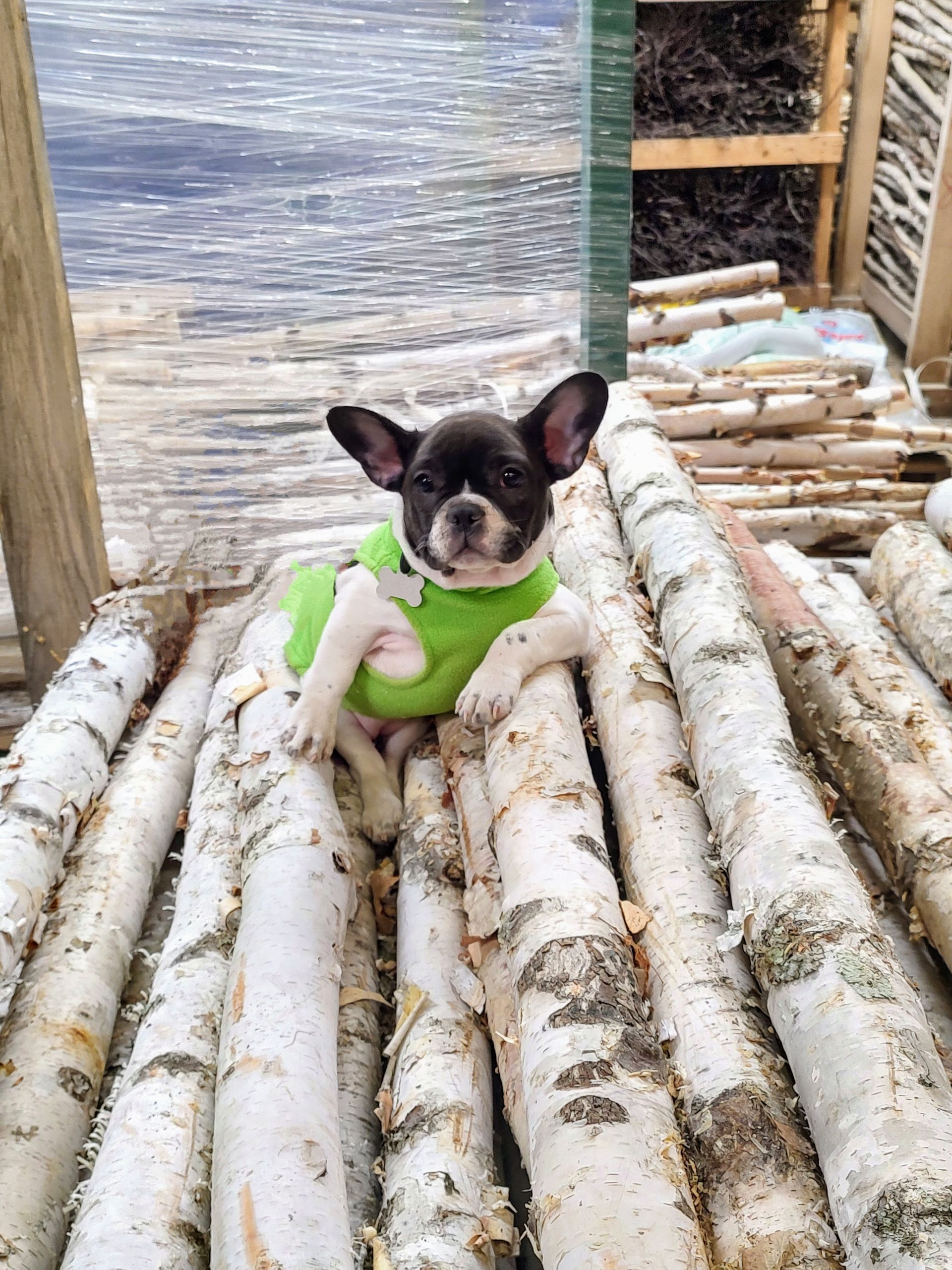 Forest Creations Inc.