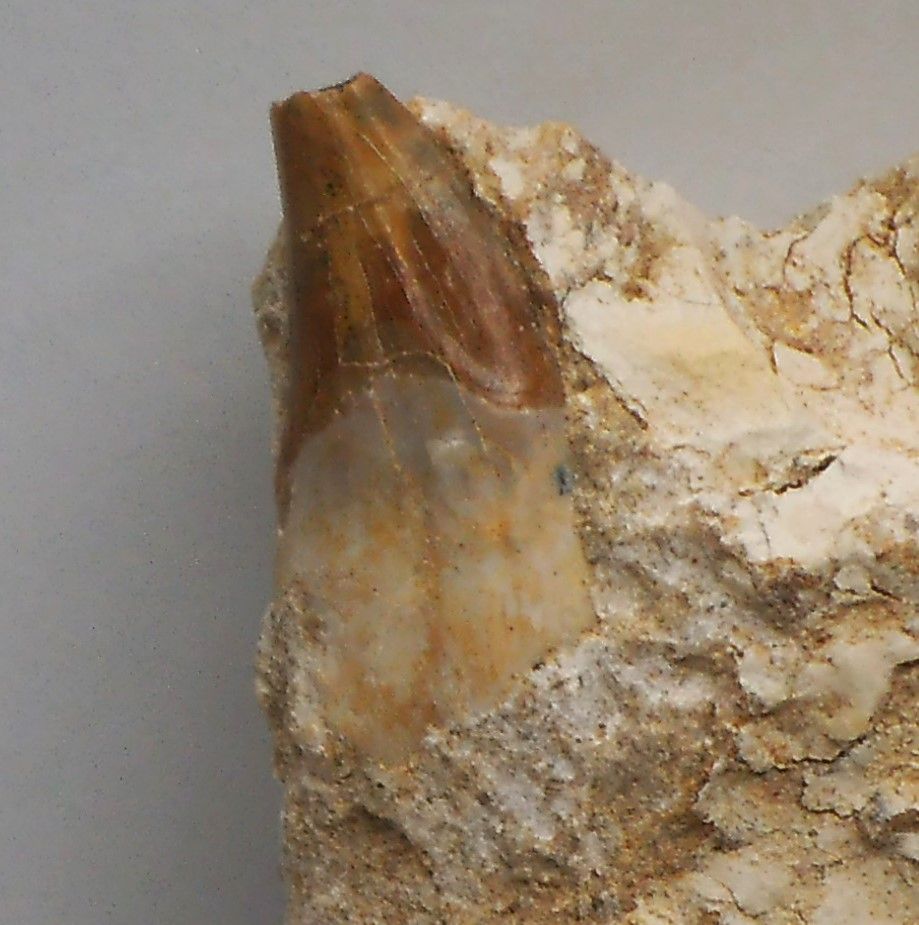 www.fossiliferous.co.uk
