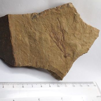 www.fossiliferous.co.uk