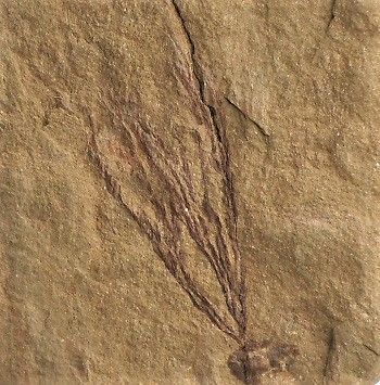 www.fossiliferous.co.uk