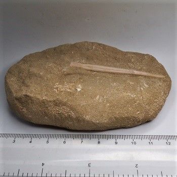 www.fossiliferous.co.uk