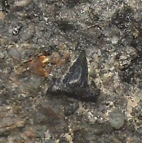 www.fossiliferous.co.uk
