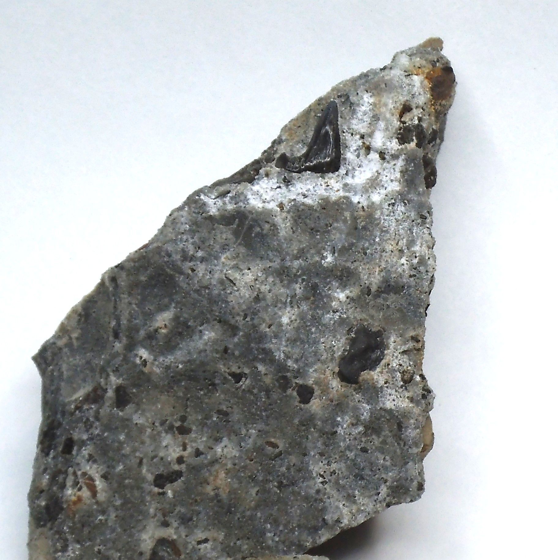 www.fossiliferous.co.uk