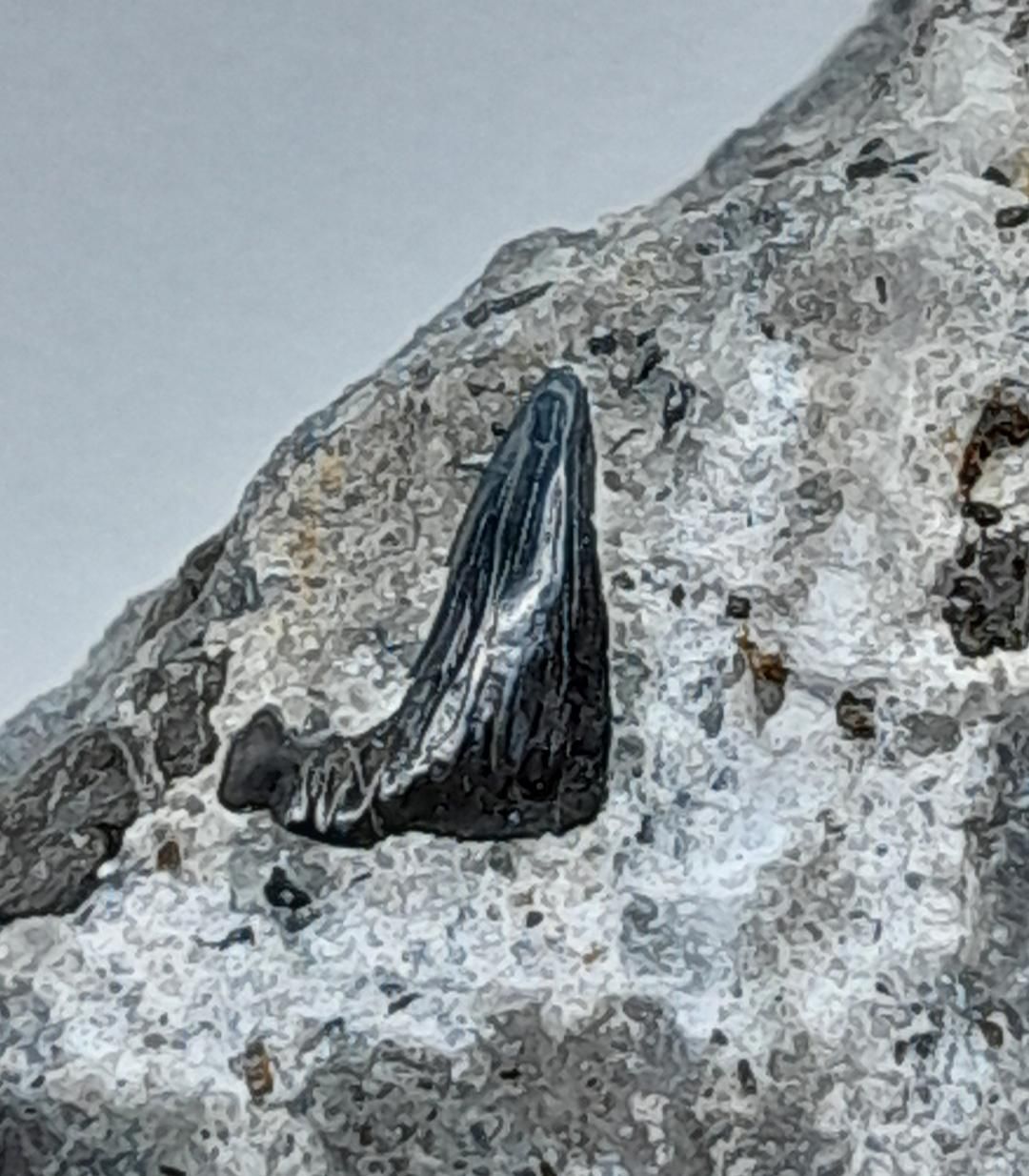 www.fossiliferous.co.uk