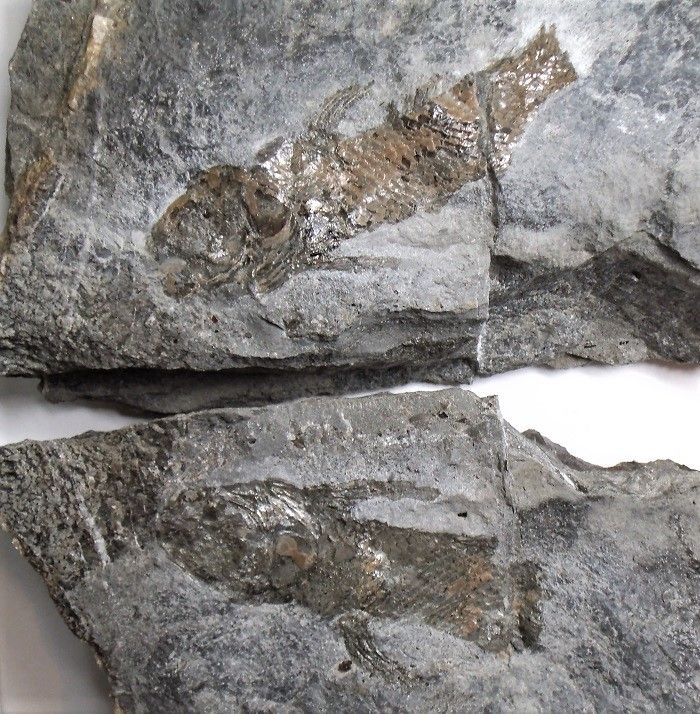 www.fossiliferous.co.uk