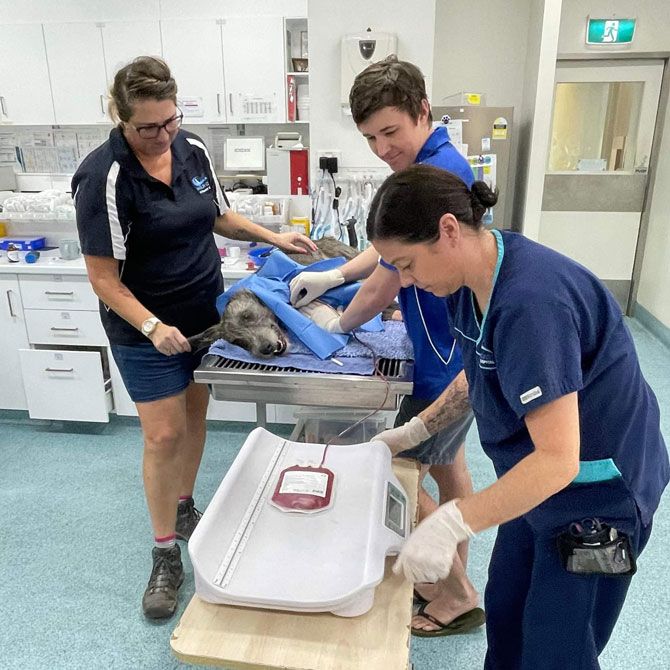 Vet Surgery Trinity Beach | Marlin Coast Veterinary Hospital