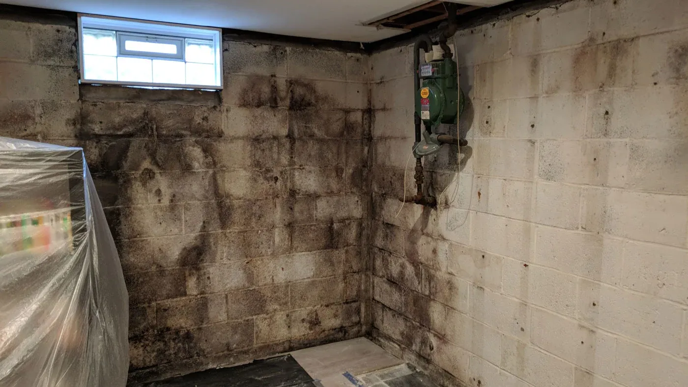Basements and Summers in Roxbury, NJ: The Perfect Mold Breeding Ground