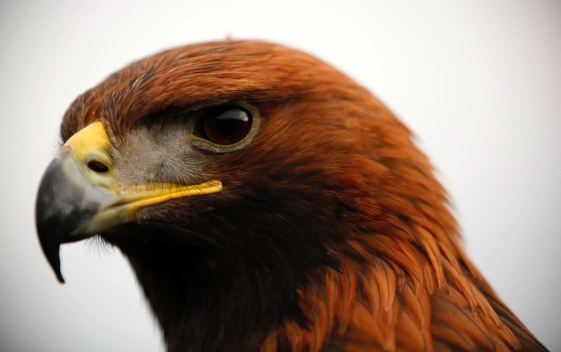 Djuren i Skånes Djurpark