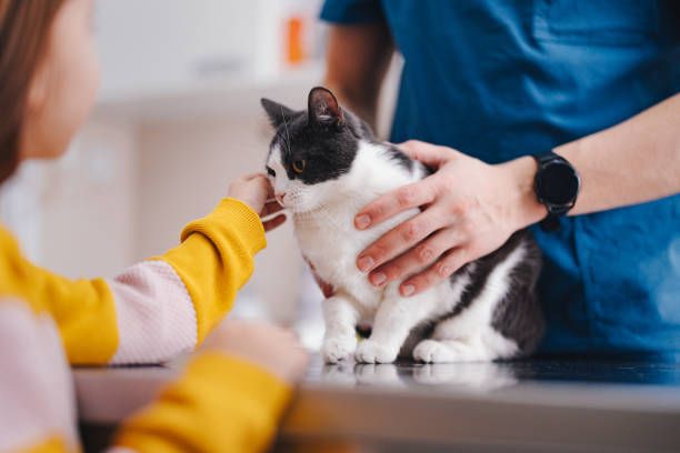I-131 Therapy for Cats | Elyria, OH | Elyria Animal Hospital