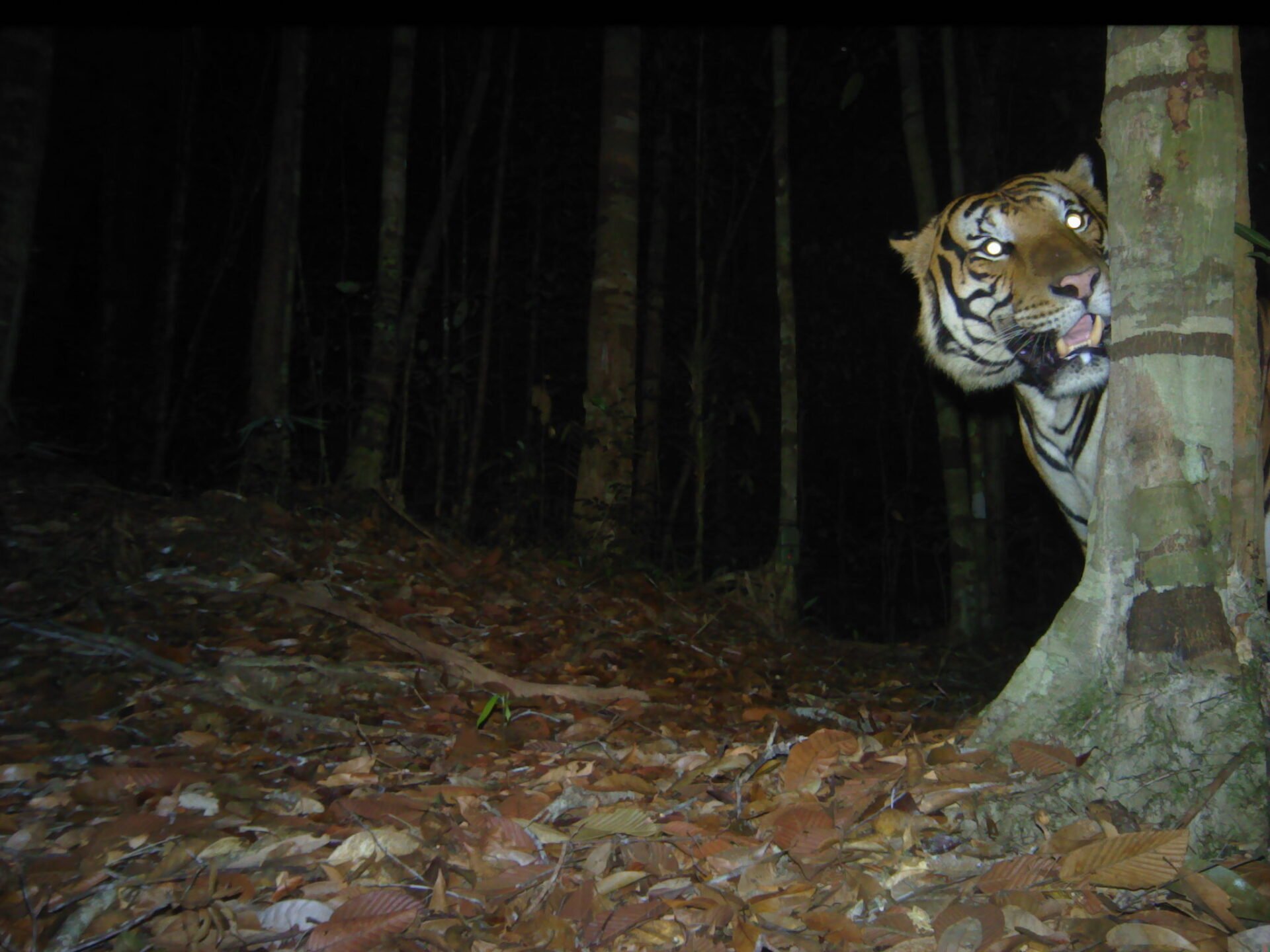 Singapore Tiger Week 2021 - Day 2