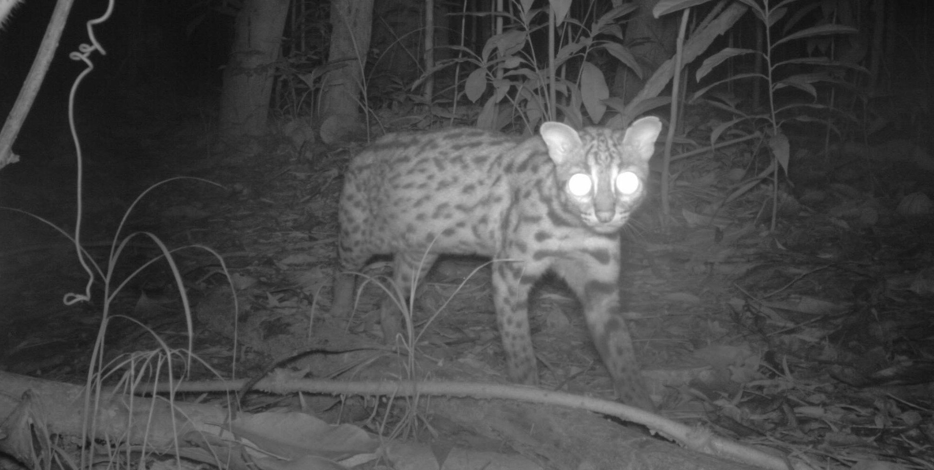 Singapore Wildcat Action Group