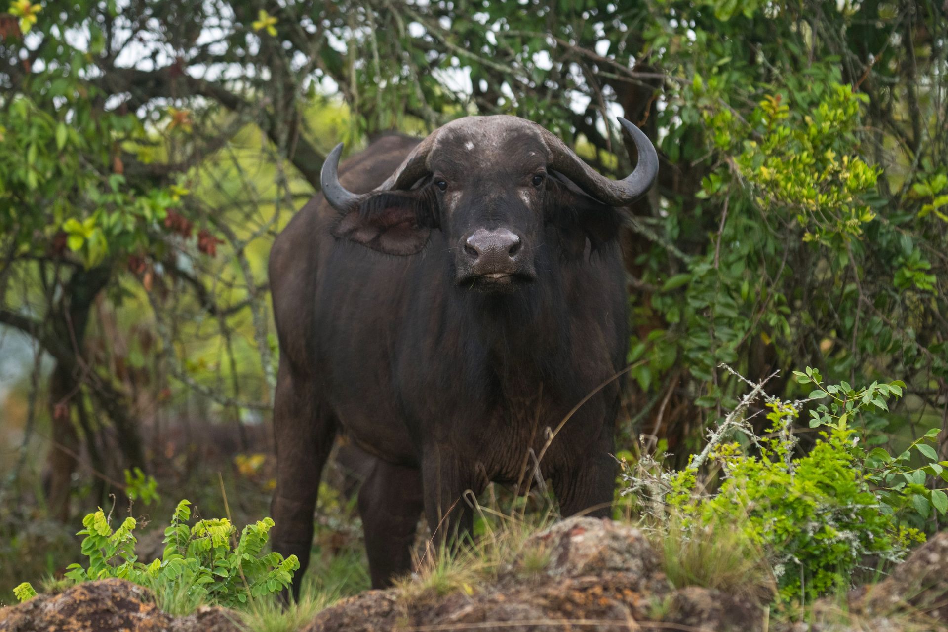 Speke Uganda Holidays | Experience Rwanda
