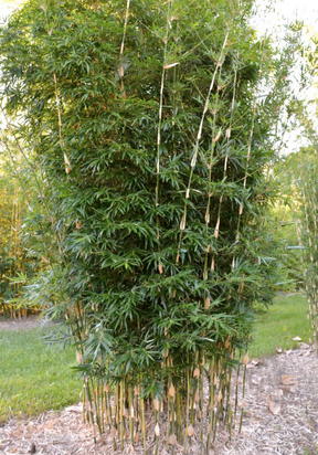 Bamboo Goldstripe Considered the best medium height bamboo.