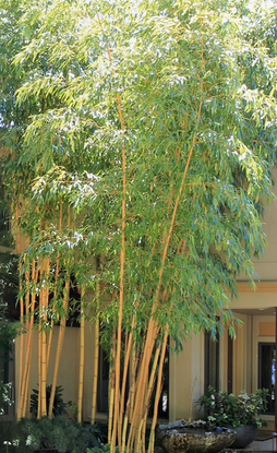 Bamboo Goldstripe Considered the best medium height bamboo.