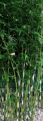 Bamboo Goldstripe Considered the best medium height bamboo.